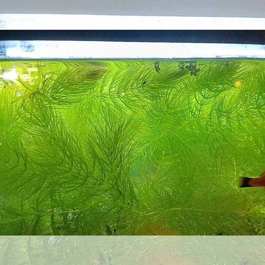 Роголистник