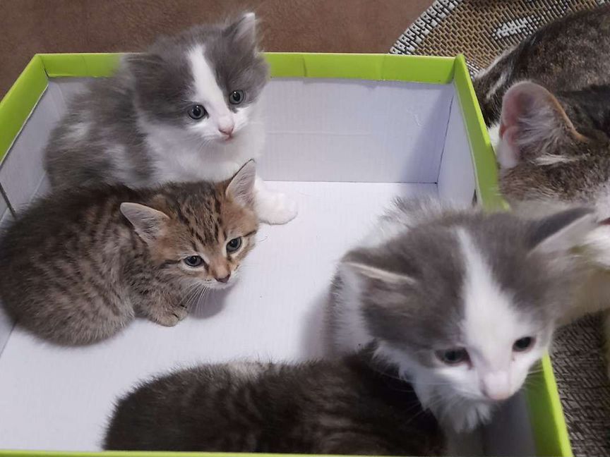 Котята в добрые руки