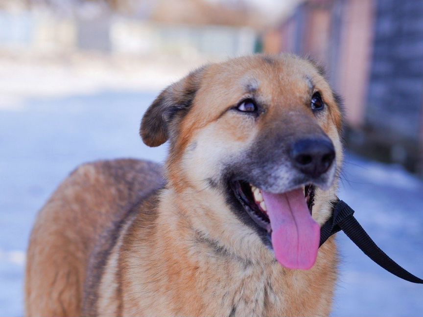 Собака Липа