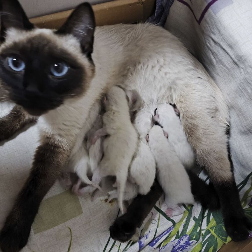 Котята