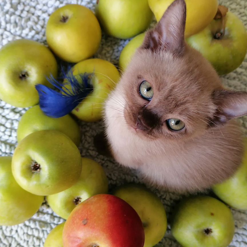 Котенок бурмы