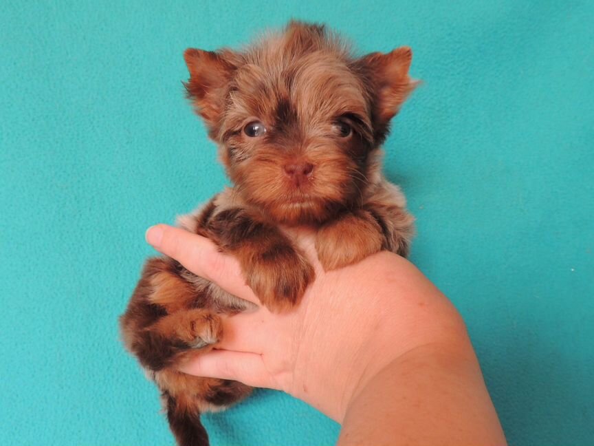 Миниатюрная куколка