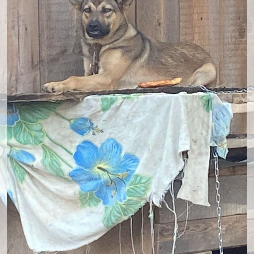 Собака в добрые руки