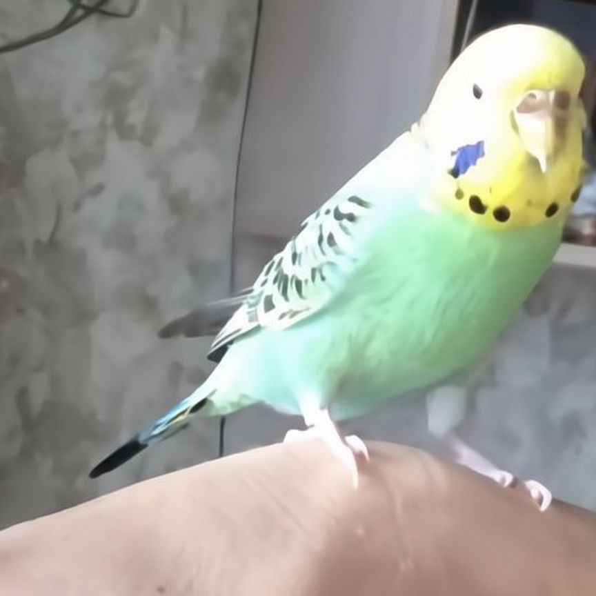 Волнистый попугай с клеткой