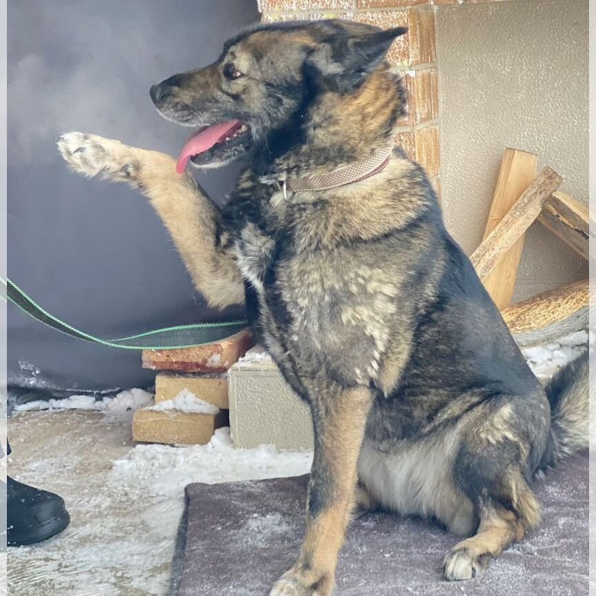 Взрослая собака в добрые руки