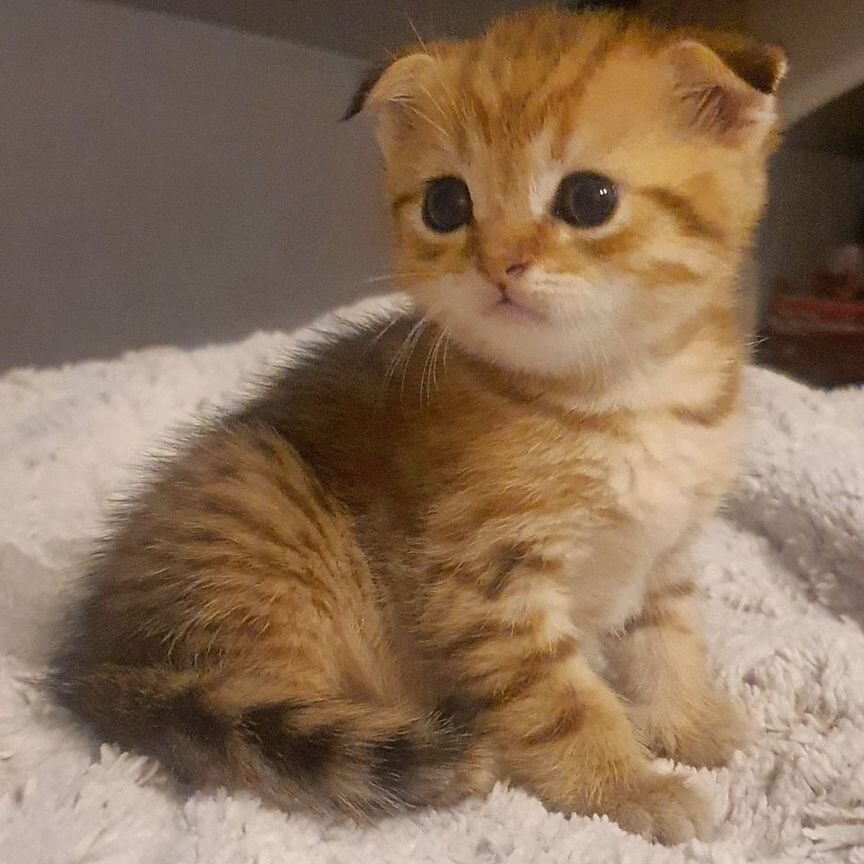 Шотландский вислоухий короткошёрстный котёнок