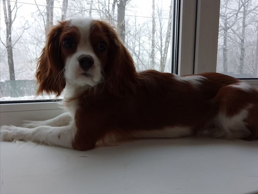 Подрощенная девочка кавалер кинг чарльз спаниель