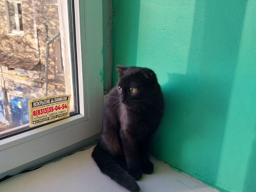 Котик вислоухий