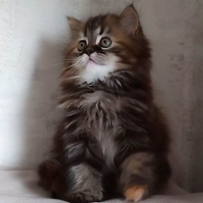 Черепаховая красотка