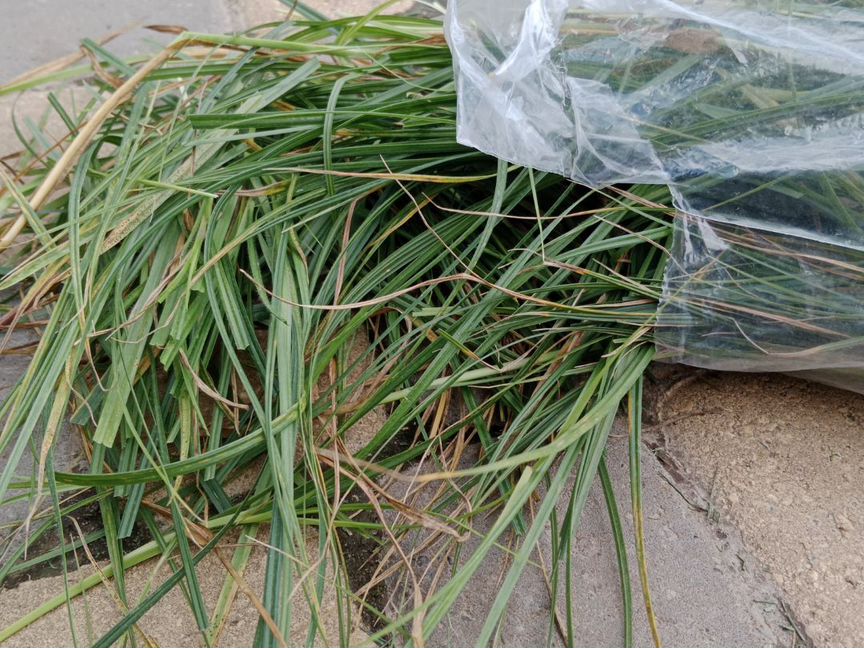 Сено для грызунов