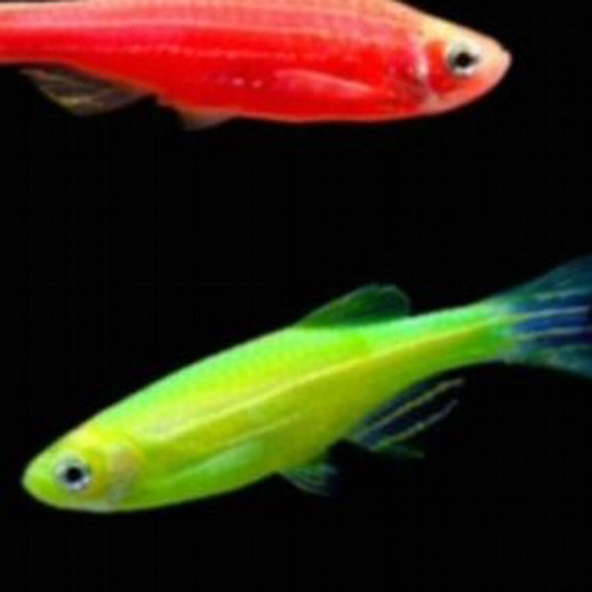 Рыбки данио отдам