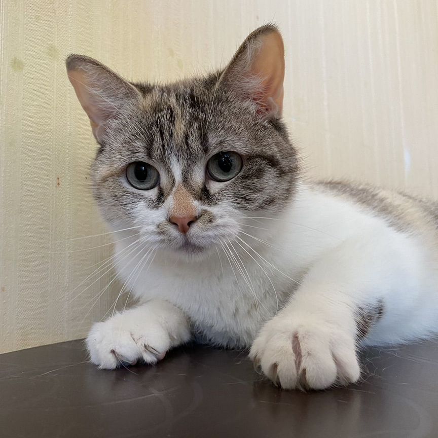 Кошка