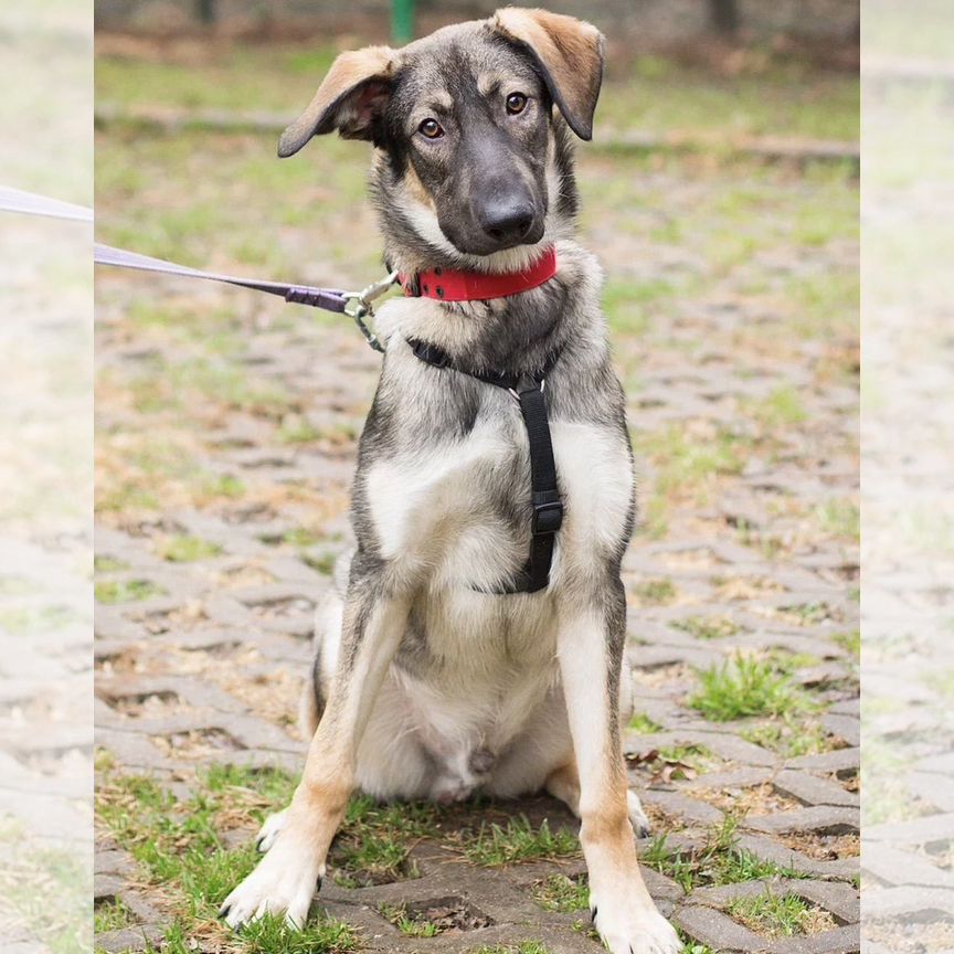 Сибирский хаски, щенок