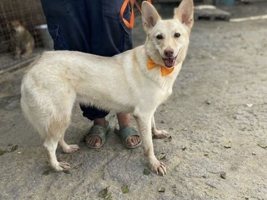 Собака Луша в добрые руки