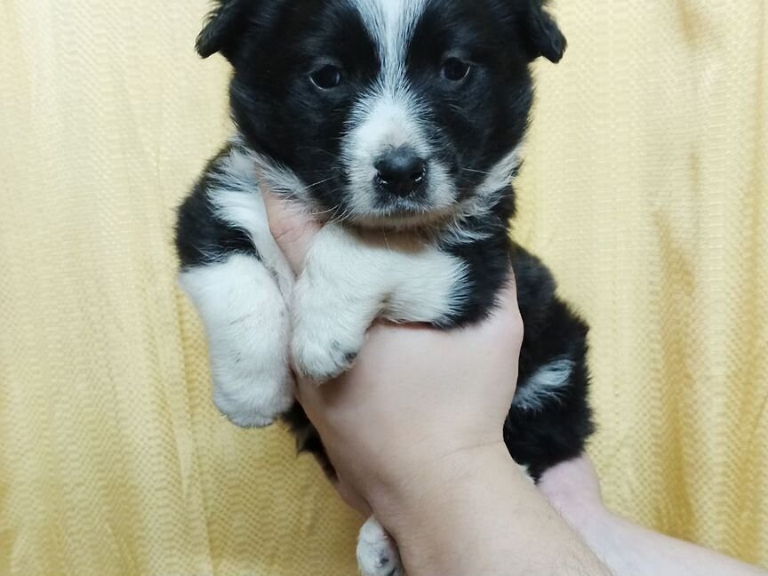 Собака