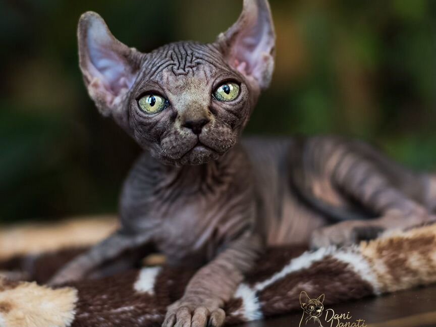 Черная девочка Эльф