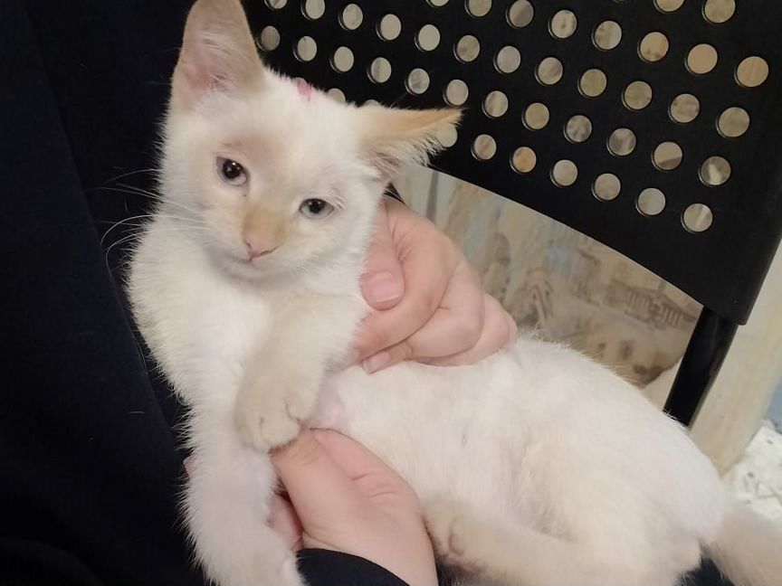 Белый котенок