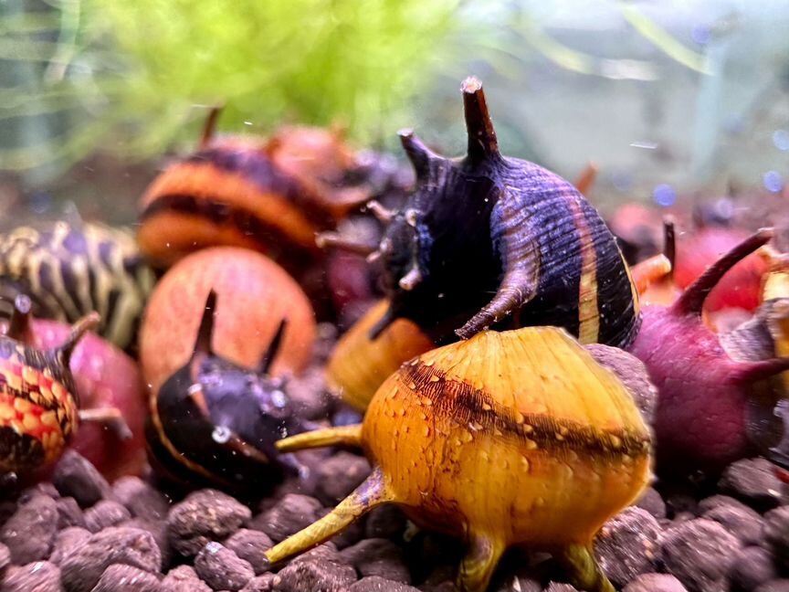 Улитки для аквариума. Неретины, билайн, хелена, ти