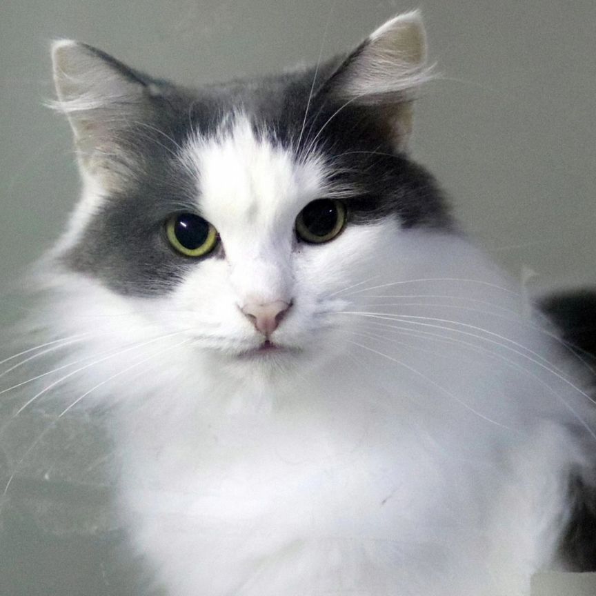 Взрослый кот в добрые руки