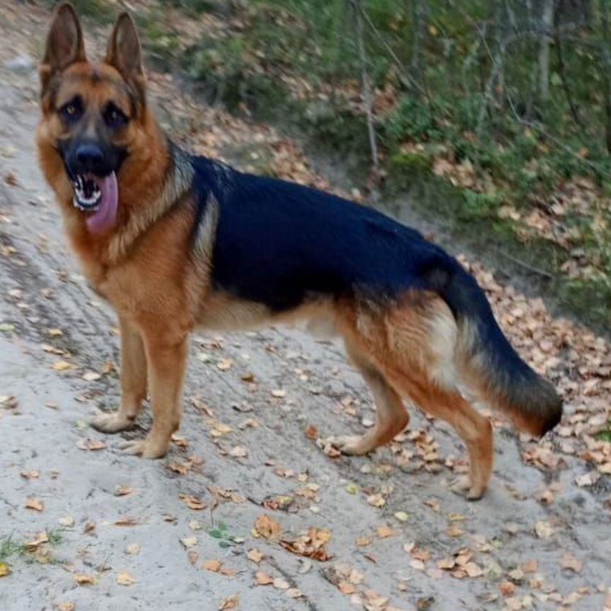 Немецкая овчарка