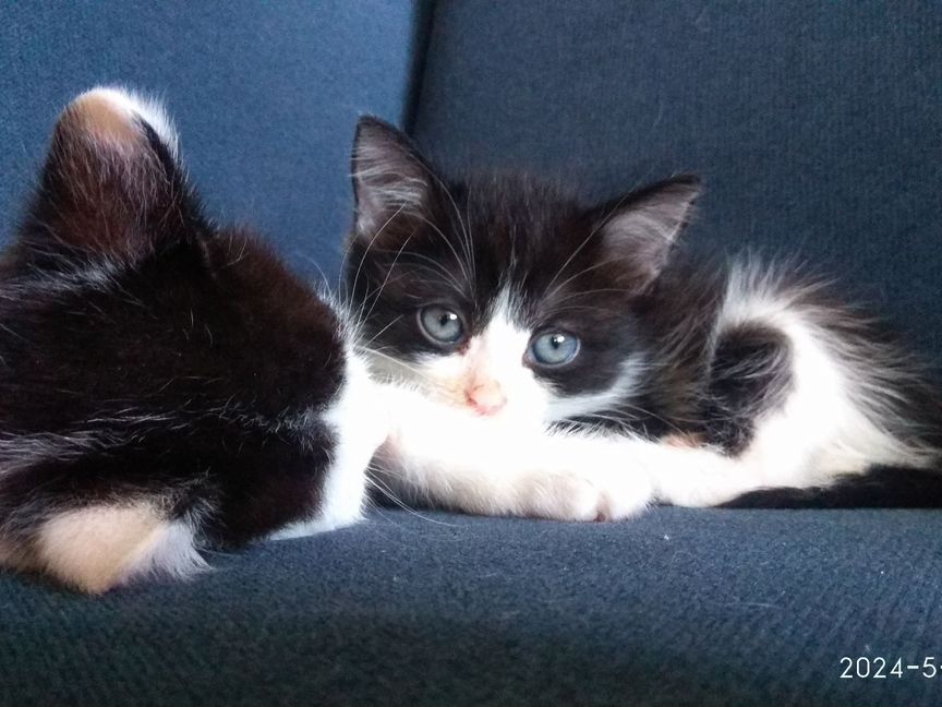 Котята очаровашки