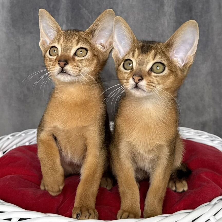 Абиссинский котёнок