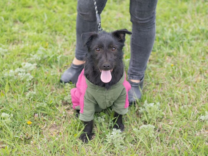 Ищет дом щенок не крупной собачки очаровательная Ж