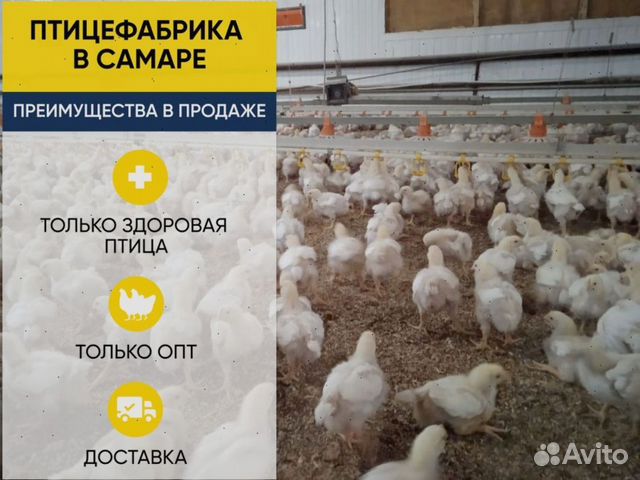 Бройлеры росс 308 подрощенные От 500шт