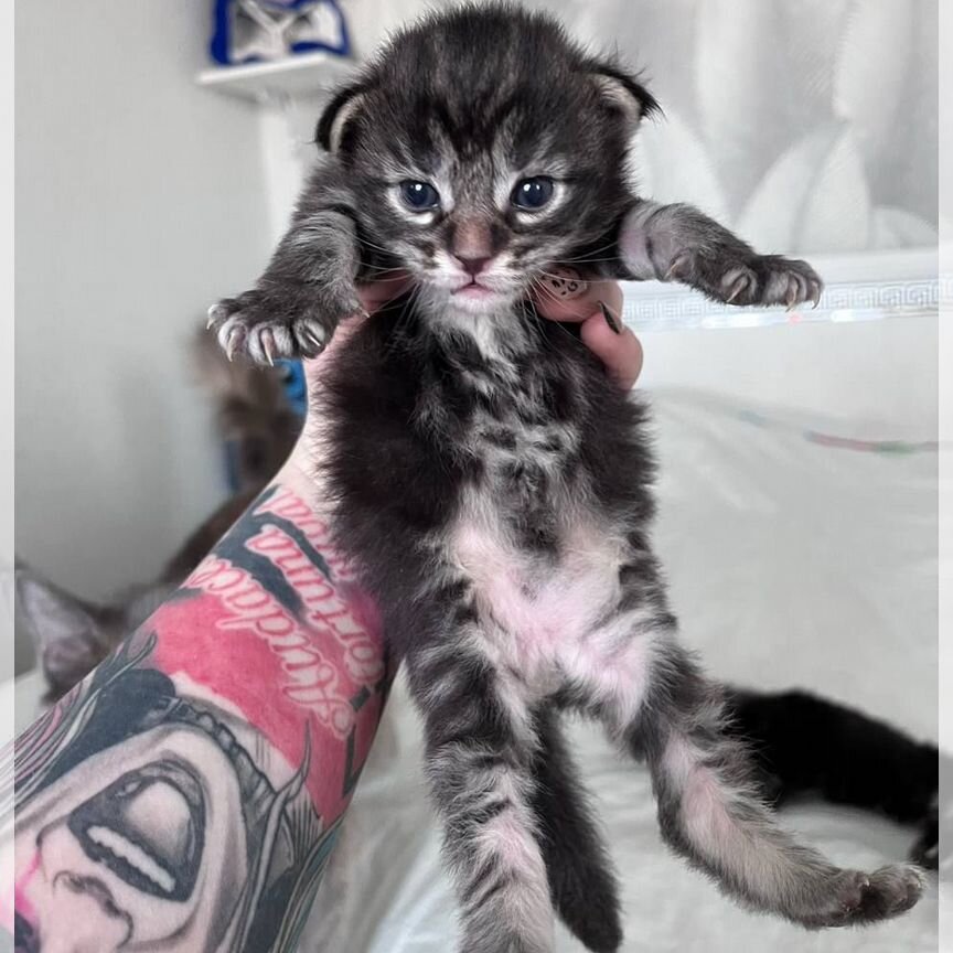 Мейн-кун котёнок