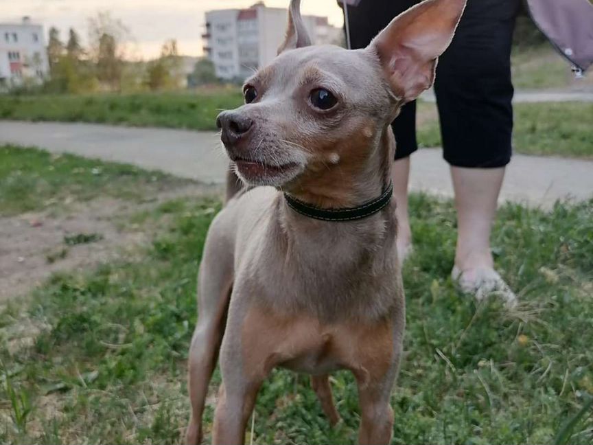 Кобель той-терьер ищет невесту