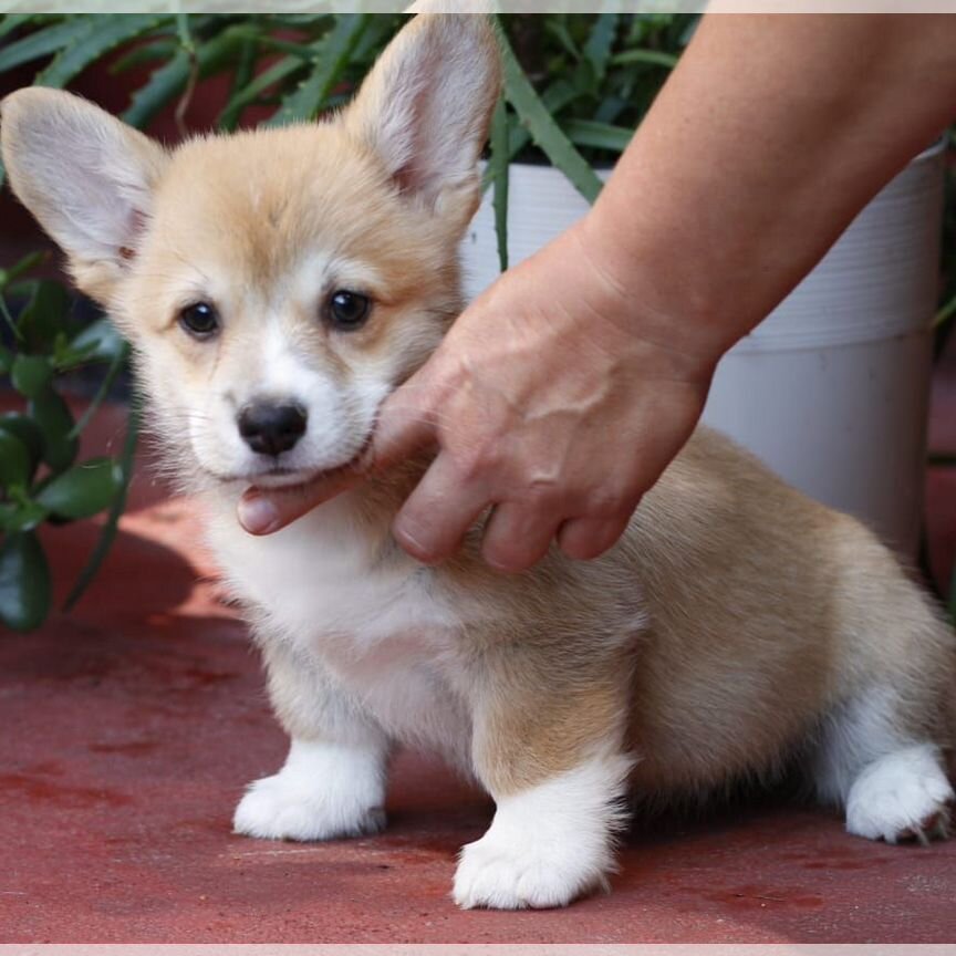 Вельш-корги пемброк щенки