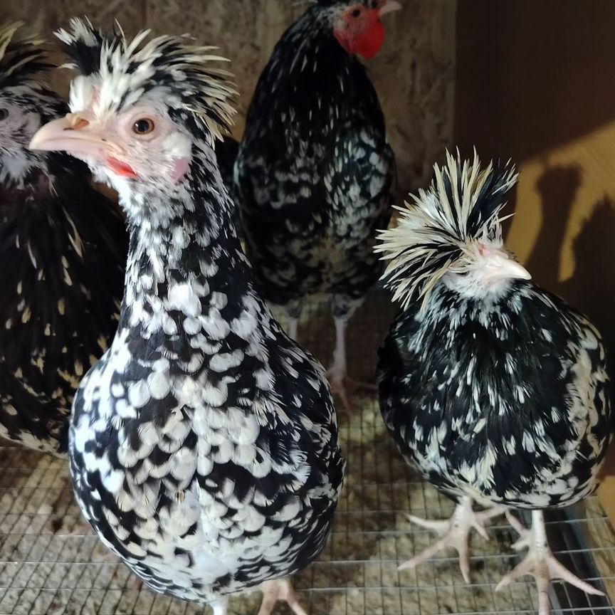 Куры королевский гудан и карликовый кохинхин