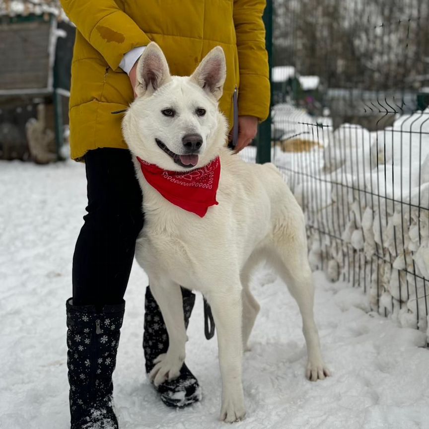 Собака Супра в добрые руки Девочка белая
