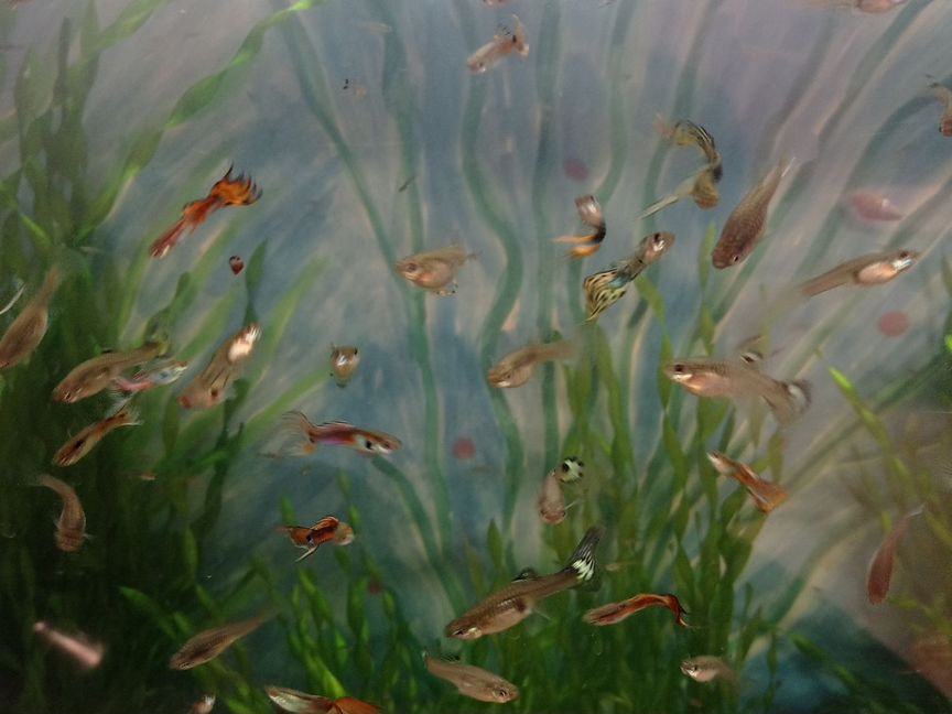 Рыбки гуппи