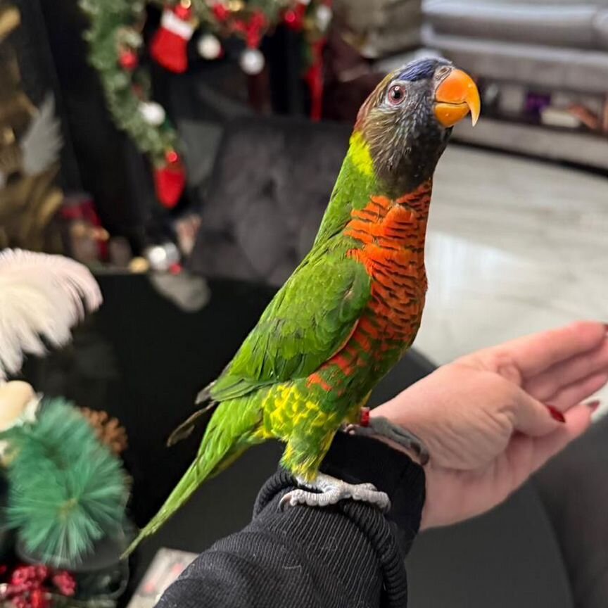 Попугай Лорикет ручной говорящий