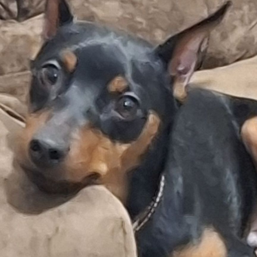 Цвергпинчер, взрослый пёс