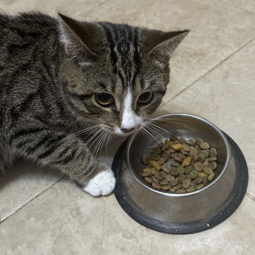 Американский короткошёрстный котёнок