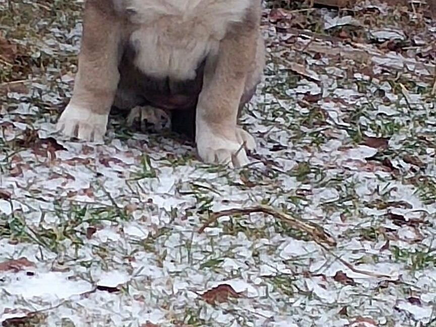 Сука щенок алабая"Пантера"