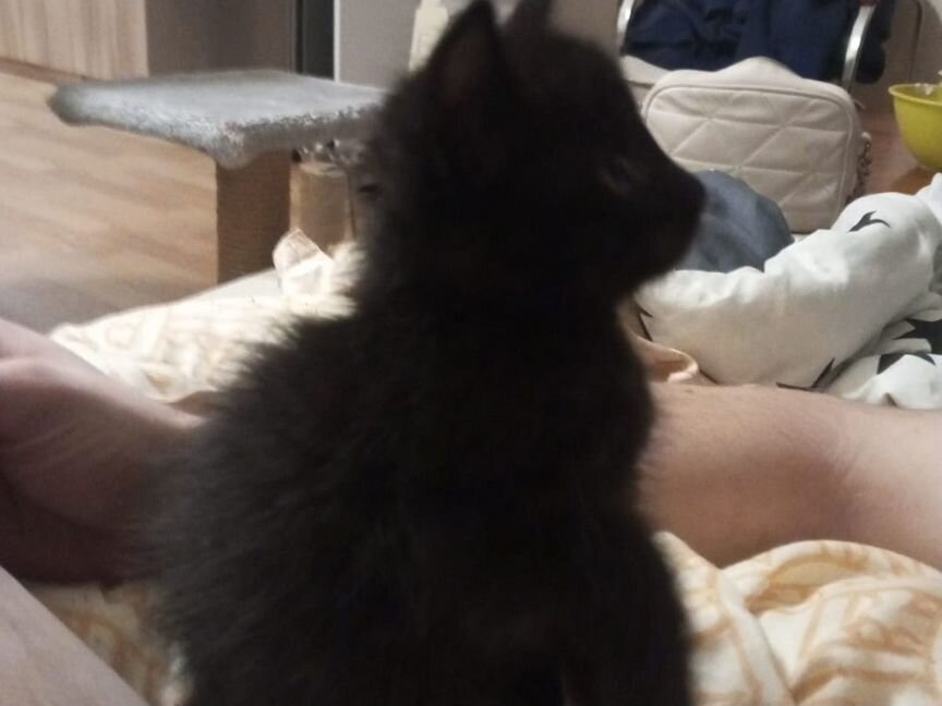 Котенок турецкой ангоры черный