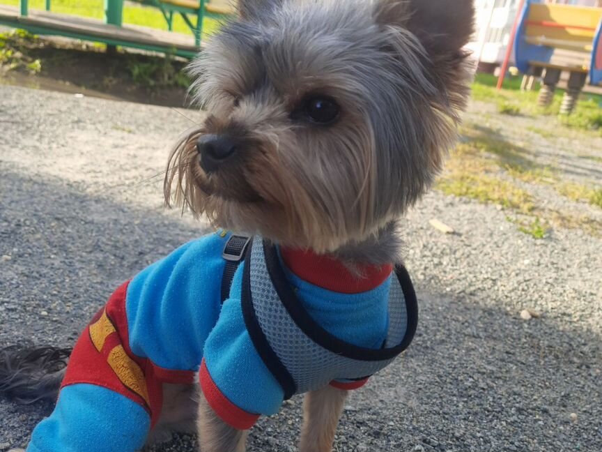 Йоркширский терьер вязка мальчик