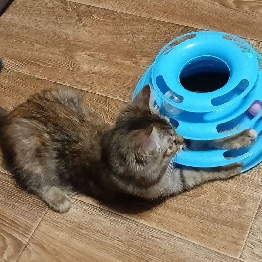 Котенок в добрые руки
