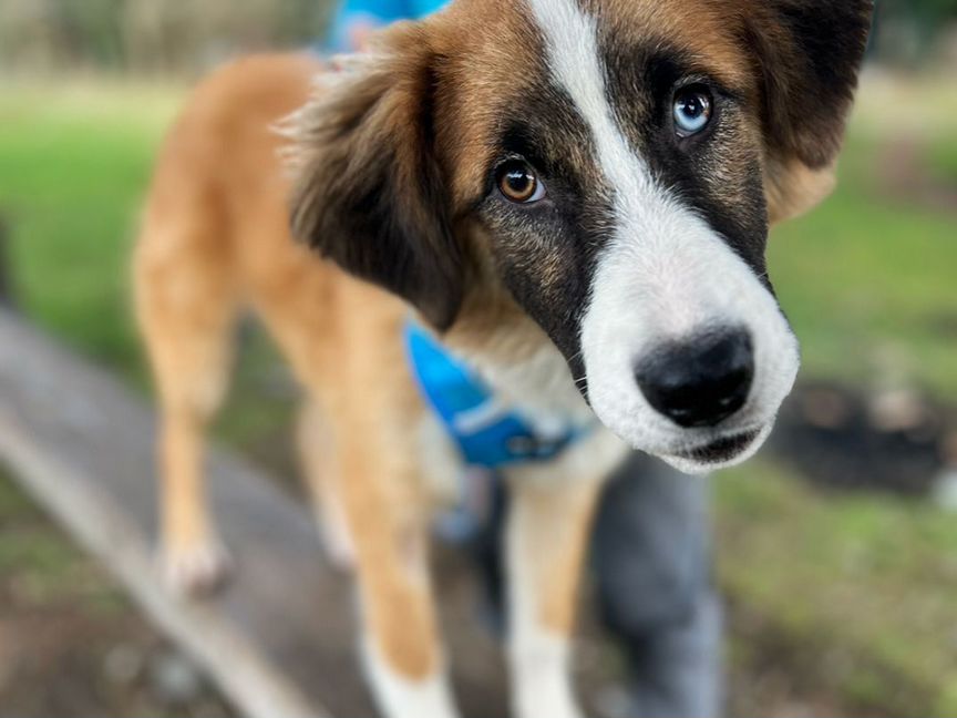 Голубоглазка Ханна ищет дом