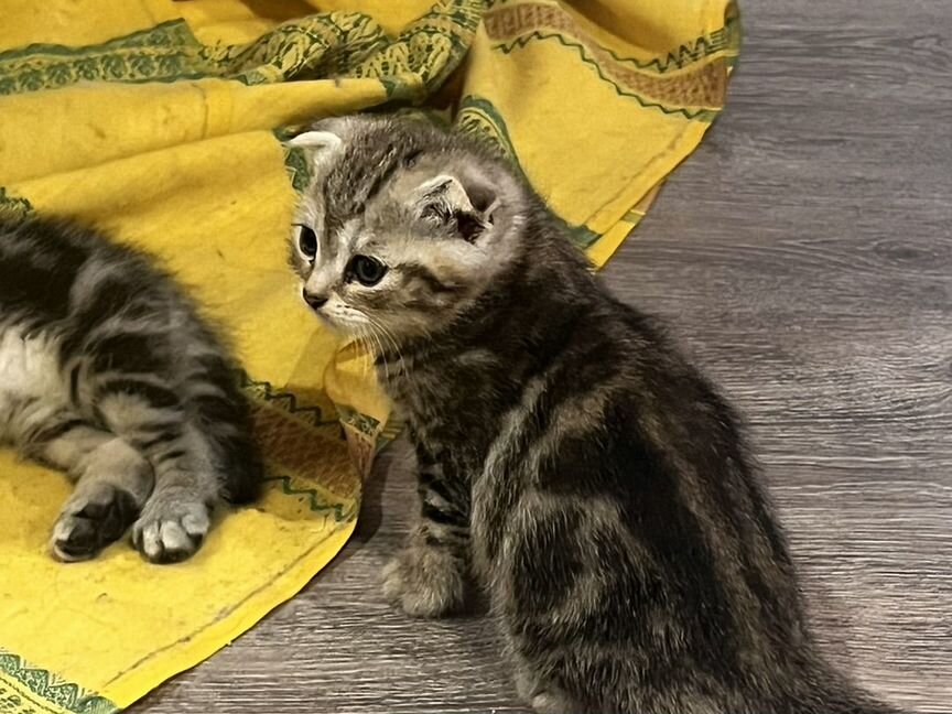 Шотландская вислоухая кошка помесь