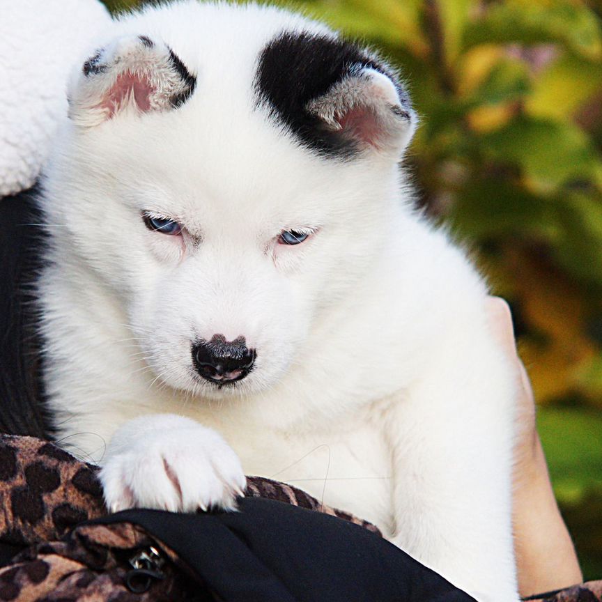 Сибирский хаски, щенок