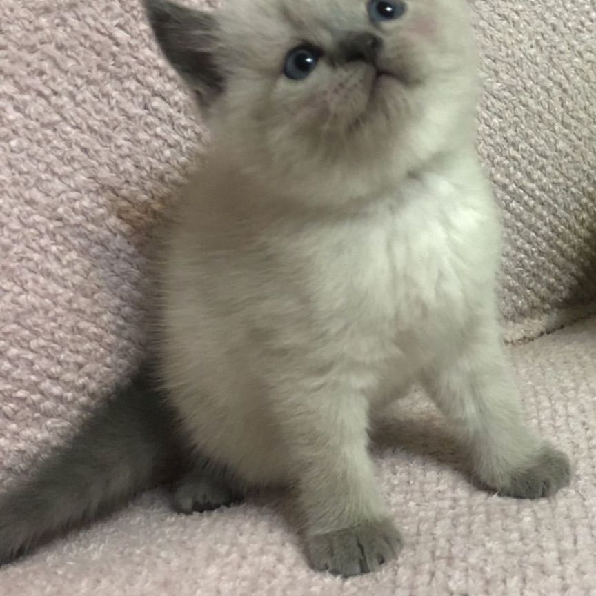 Котёнок шотландский