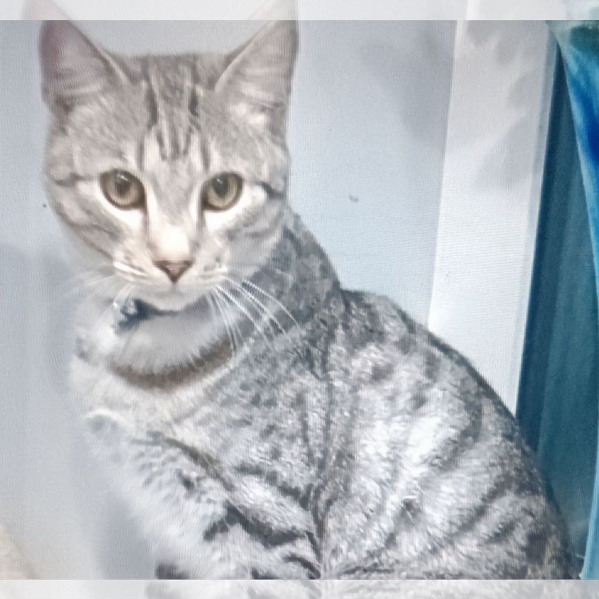 Котенок 6 месяцев