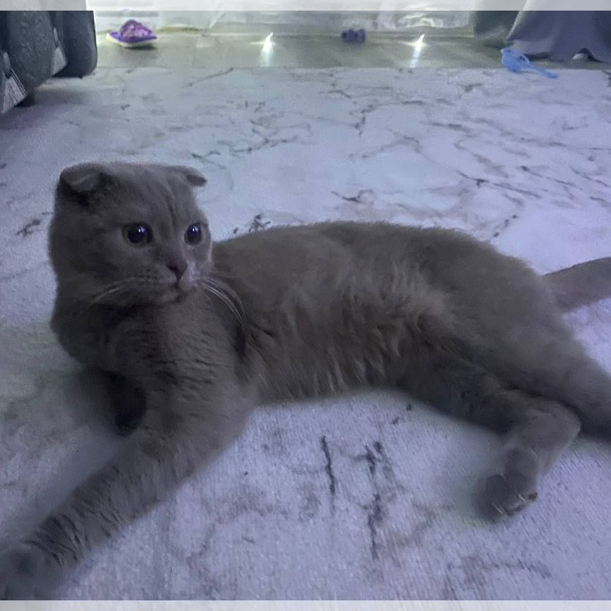 Шотландский вислоухий короткошёрстный котёнок