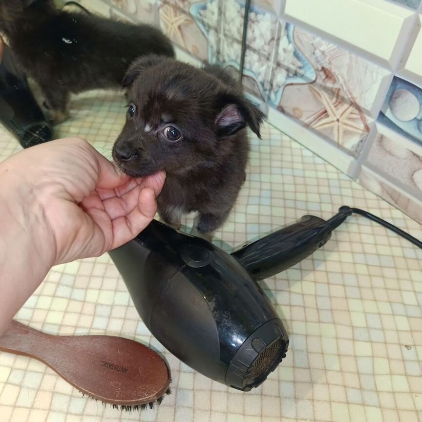 Чишечка