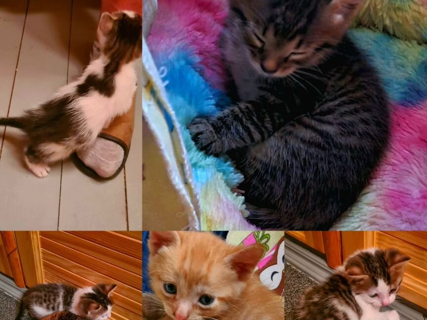 Котята в добрые руки бесплатно