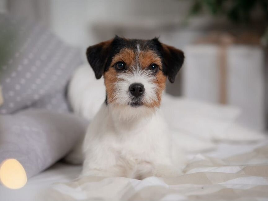 Джек Рассел терьер (взрослый кобель)